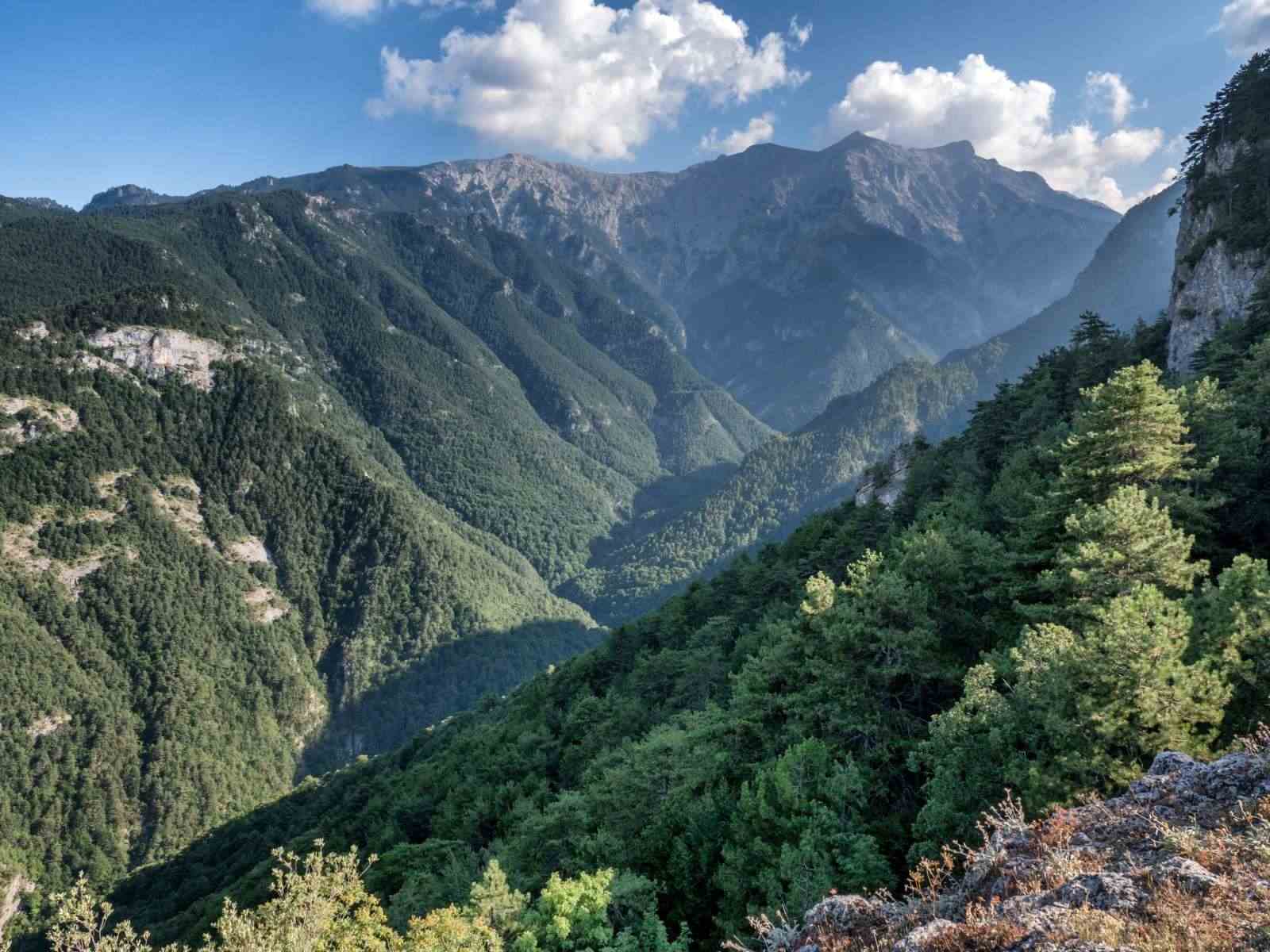 Home Page - Forest Life - Building cooperation, developing skills and ...