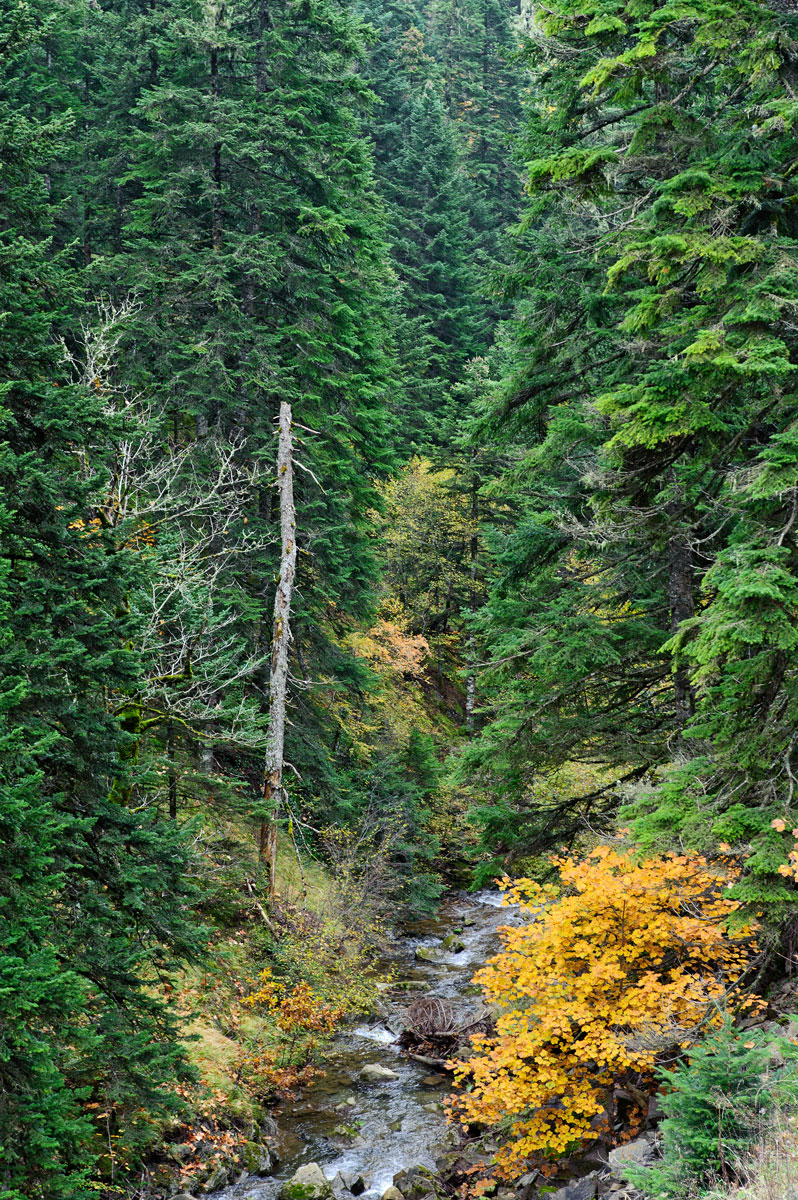 Home Page - Forest Life - Building cooperation, developing skills and ...